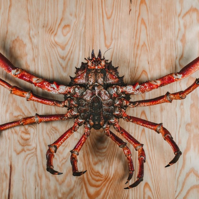 Comprar Centollo de la Ría de Arousa. Angelmar. Mariscos de Galicia ...