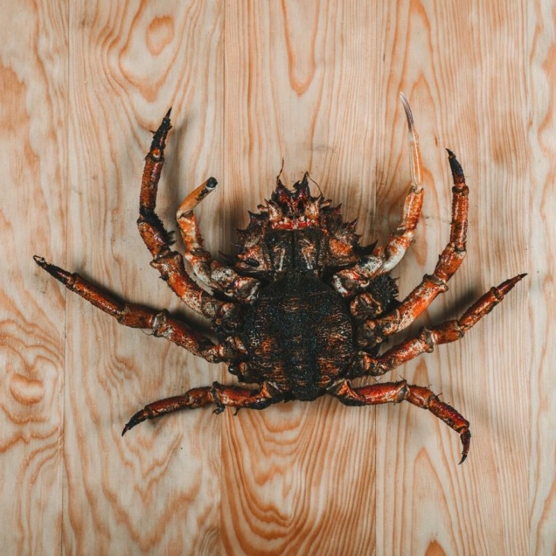 Centollo Gallego. Mariscos de Galicia. Pedido Online.24h.